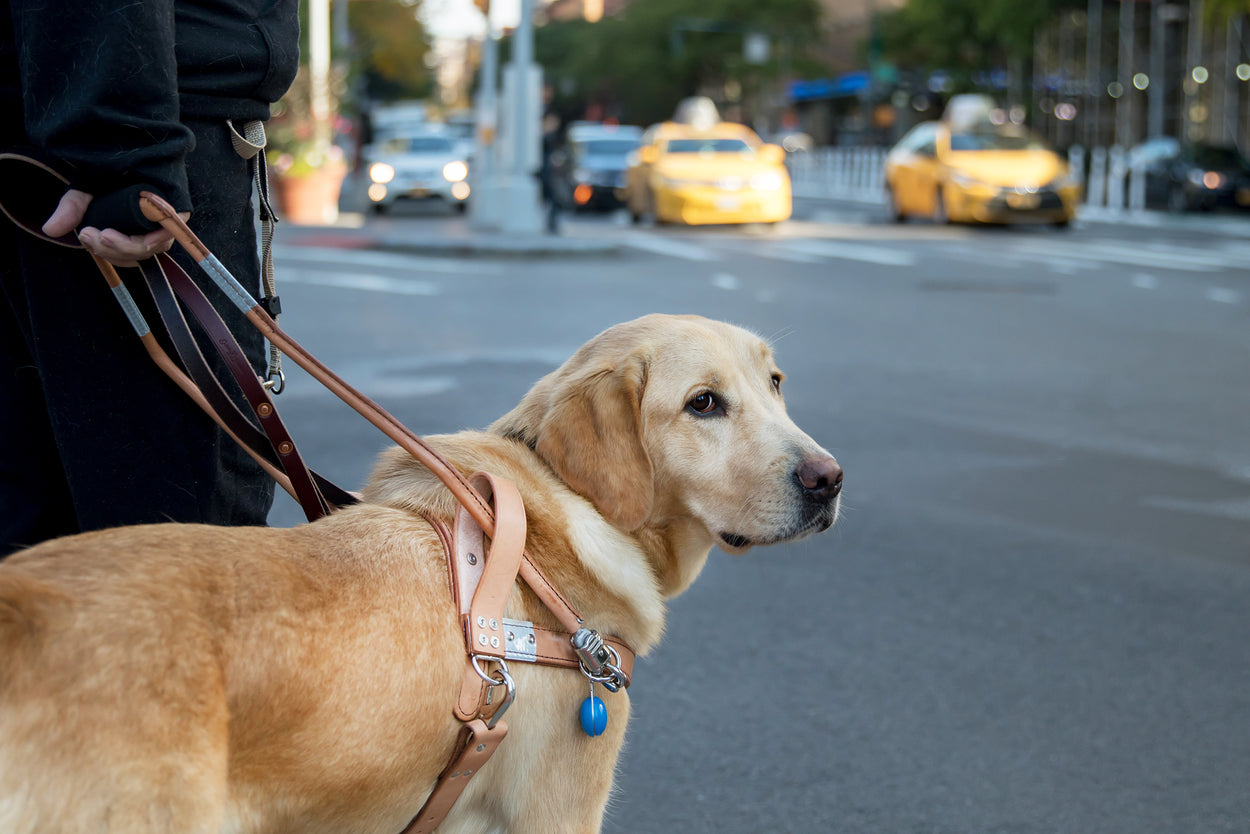 FAQ – Guide Dog Foundation Second Sight® Shop